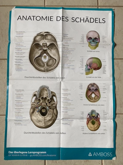 ANATOMIE DES SCHÄDELS - Lernposter Amboss EUR 3,50 - PicClick DE