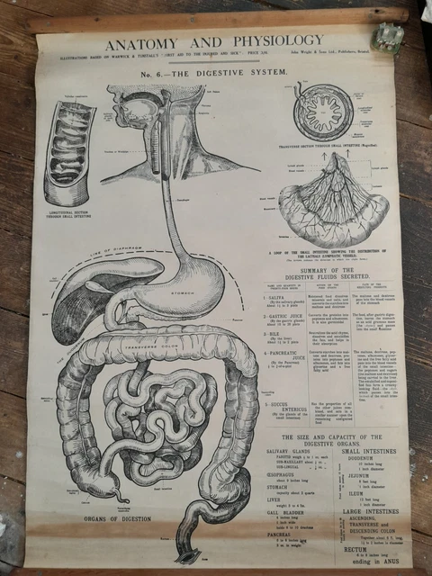 VINTAGE ANATOMY & Physiology Warwick & Tunstalls No4 Medical Poster ...