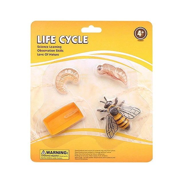 LIFE CYCLE OF Bee Toys Realistic Teaching Tools Preschool Presentations ...