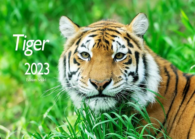 EDITION SEIDEL TIGER Premium Kalender 2023 DIN A3 Wandkalender Tiere ... EDITION SEIDEL TIGER Premium Kalender 2023 DIN A3 Wandkalender Tiere ...