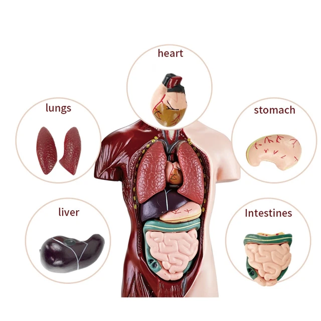HUMAN BODY MODEL Physiology Model Structure Organs Educational Learn ...