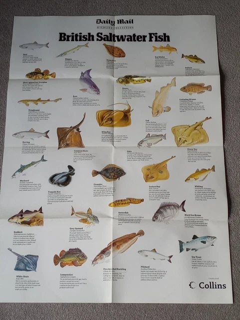 BRITISH WILDLIFE WALLCHART - Saltwater Fish Poster A1 Size Daily Mail ...