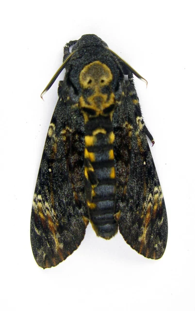 ACHERONTIA ATROPOS FEMALE Death Head Hawk Moth Sphingidae papered ...