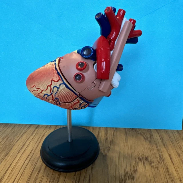ASSEMBLED ANATOMICAL HUMAN Heart Model Anatomy Teaching Tool £3.99 ...