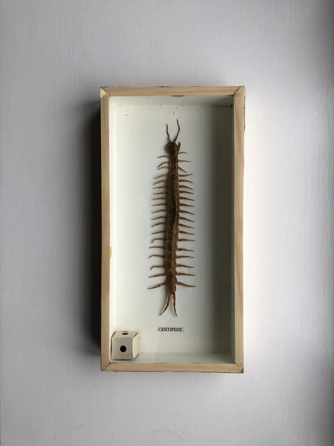GIANT CENTIPEDE MOUNTED In an Insect Display Frame 25x13 cm (10x5 ...