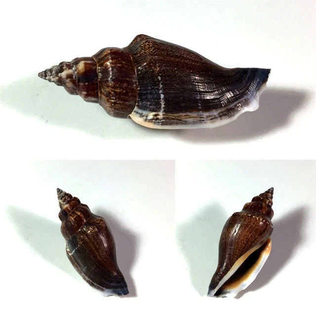 STROMBIDAE, STROMBUS CANARIUM urceus, Olango Isl., Philippines, 56,5 mm ...