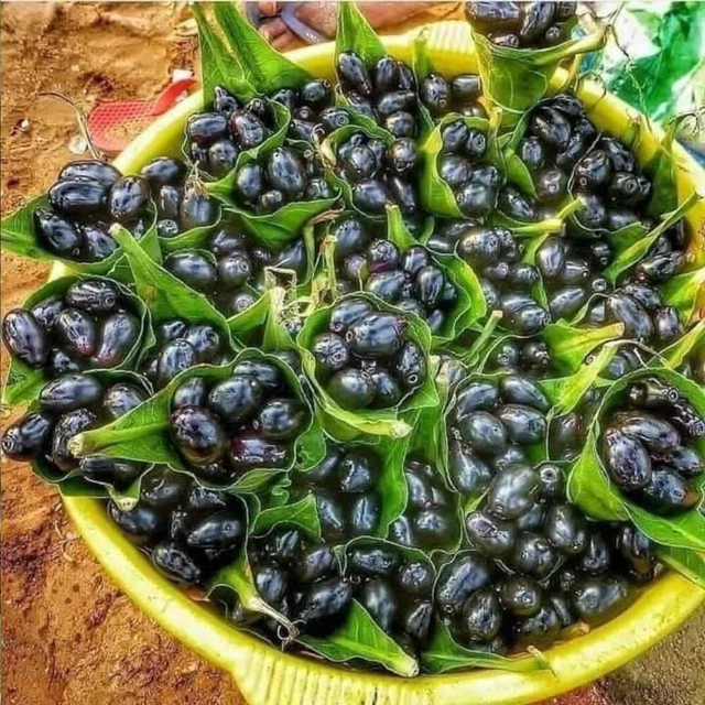 JAMUN SEED SYZYGIUM CUMINI jamun ghutli Jamun Kernel Jamun Pit 60g ...