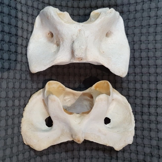 2 COW VERTIBRAE Neck Bones Oddities Craft Bone Taxidermy Skeleton ...