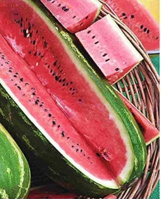 3 X WATERMELON ‘Jubilee’ Plug Plants. Free Delivery. Grow Juicy Fruit ...