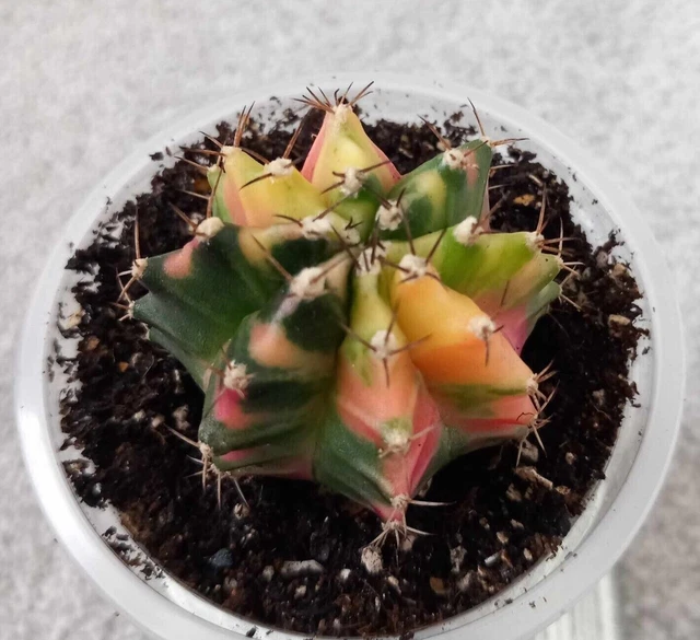 GYMNOCALYCIUM MIHANOVICHII VARIEGATA-VARIEGATED Cactus Succulent Plant ...