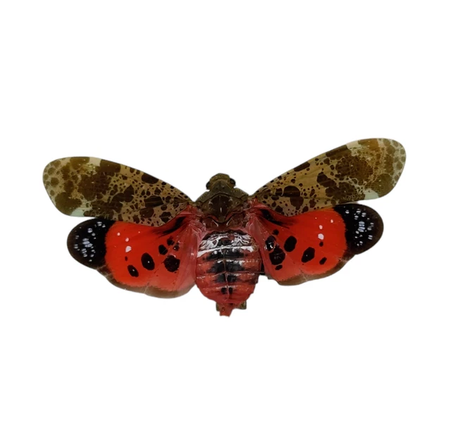 RUBY RED SPOTTED Lantern Fly (Penthicodes atomaria) Entomology Specimen ...