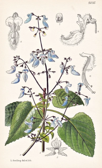 PLECTRANTHUS CHIRADZULENSIS AFRICA Botanik flower botany lithograph ...