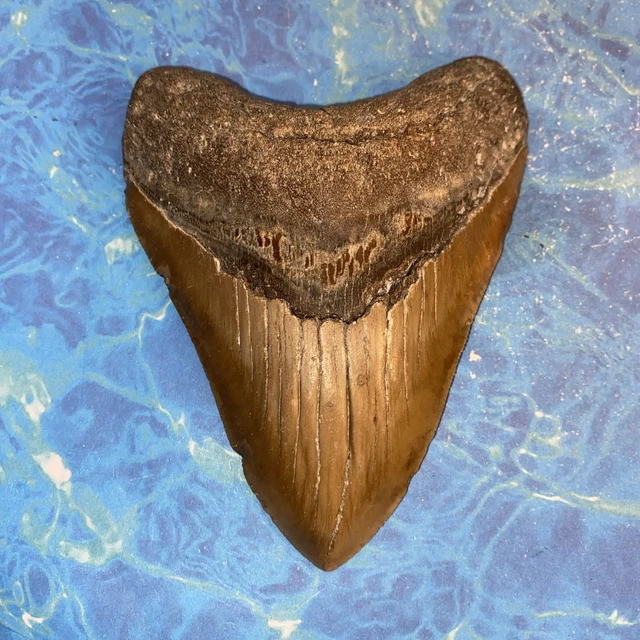 MEGALODON SHARK TOOTH 4.89” Huge Teeth Meg Scuba Diver Direct Fossil Nc ...