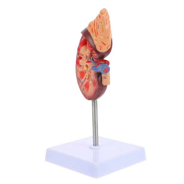 KIDNEY MODEL SYSTEM Anatomy Heart Kidneys for Dissection £33.59 ...