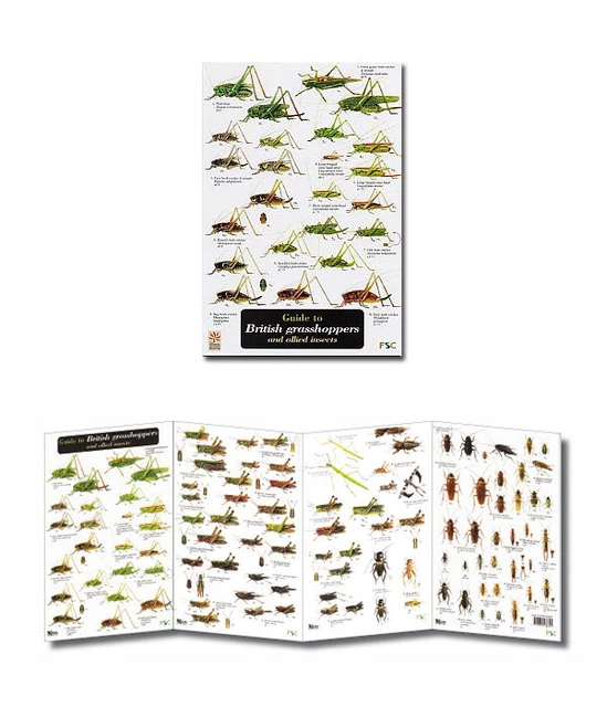 GUIDE TO BRITISH Grasshoppers Laminated Identification Chart Field ...