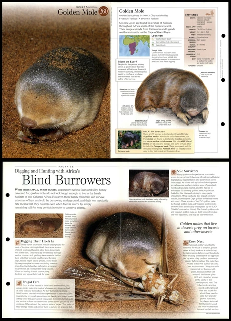 GOLDEN MOLE #260 Mammals - Discovering Wildlife Fact File Fold-Out Card ...