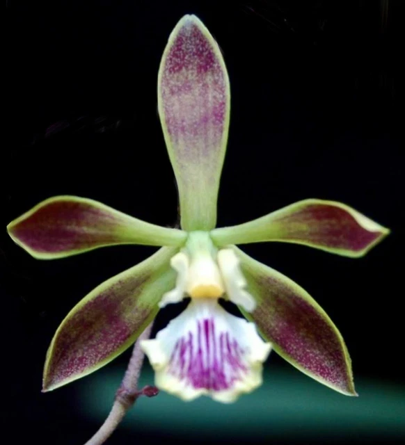 ENCYCLIA CINDY (ENCYCLIA tampensis × Encyclia alata) Mounted Bloom size ...