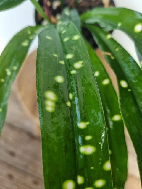 ASPIDISTRA SP. ‘SINGAPORE Sling’ - Leopard Cast Iron Plant collectors ...