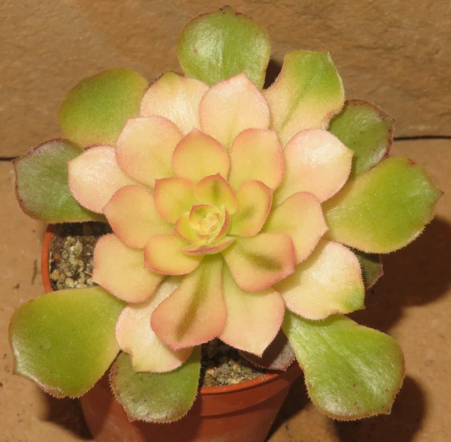 AEONIUM CV ATHENA variegata T5 Culture Plants pianta succulenta bonsai ...