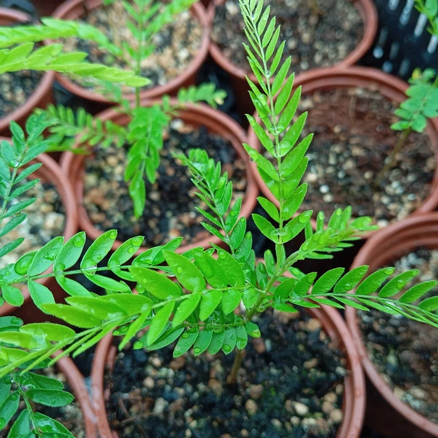 ~15CM TALL GLEDITSIA triacanthos seedling | "Honey Locust" tree | Rare ...