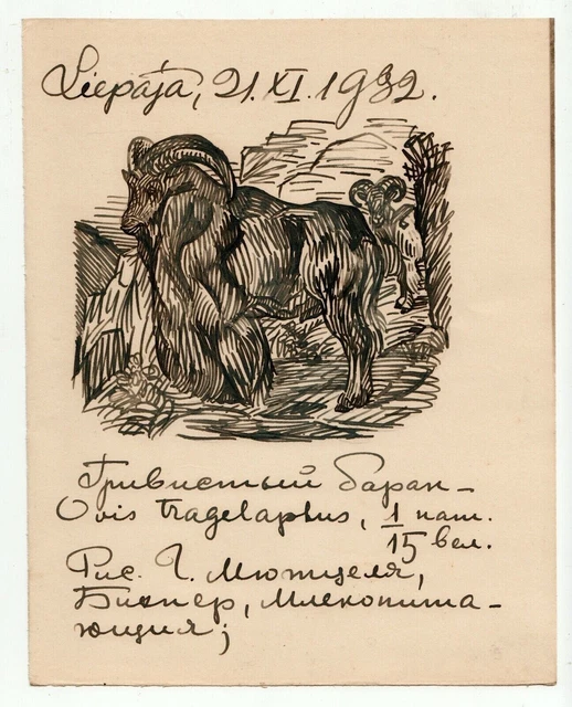 1932 BIGHORN SHEEP Russian Latvian Art Ivan Sermoskin Ink/paper ...