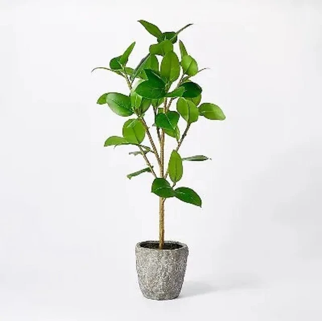 BANYAN TREE POTTED Threshold designed with Studio McGee Target 36" Tall ...