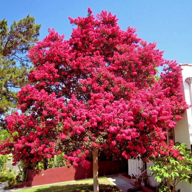 CRAPE MYRTLE TREE SEEDS Crepe (Lagerstroemia Indica) Fast Lilac Flower ...