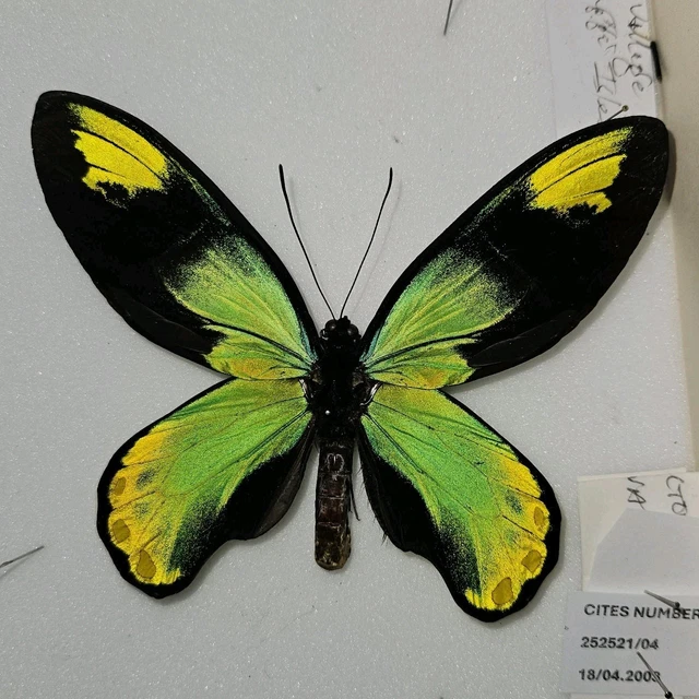 ORNITHOPTERA VICTORIAE VICTORIAE from Guadalcanal SET Specimen £200.00 ...