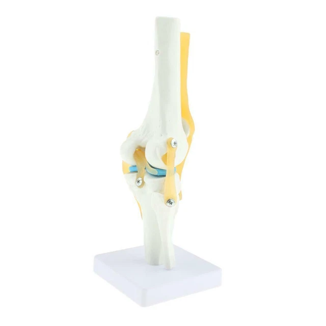 LIFE SIZE 1:1 Knee Joint Anatomical Model Skeleton Human Anatomy £21.95 ...