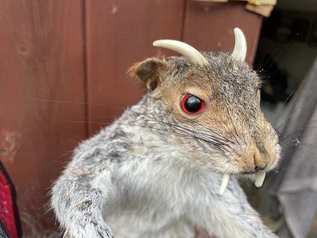 TAXIDERMY OF A Squirrel Gruffalo Vampire Halloween £75.00 - PicClick UK