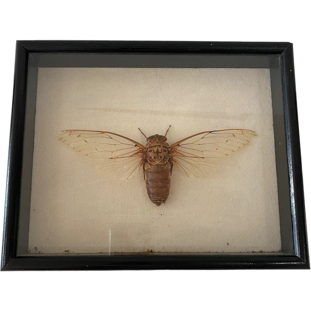 VINTAGE TAXIDERMY GIANT Cicada Malaysia Box Framed Insect Specimens ...