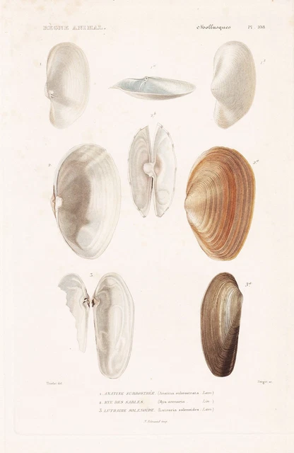 ANATINA SUBROSTRATA MUSCHELN shells coquillages engraving Stahlstich ...