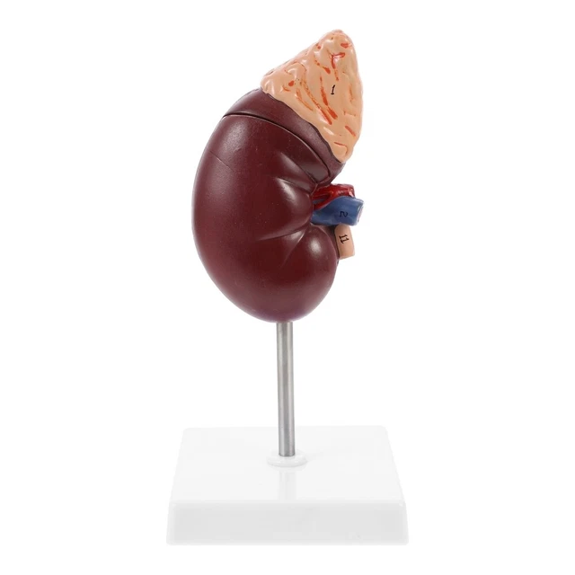 KIDNEY ANATOMY MODEL Human Body Anatomy Human Circulatory System Model ...