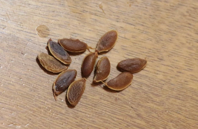 10 GRAINES DE kakis - Diospyros kaki muscat - Plaqueminier - EUR 5,00 ...