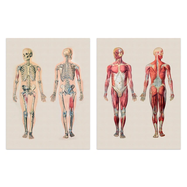 ANATOMY DIAGRAM HUMAN Body Skeletal Muscular System Unframed A4 Art ...