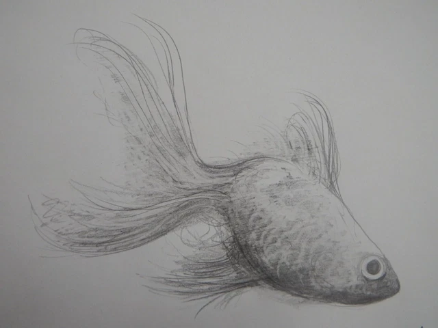 ORIGINAL PENCIL DRAWING sketch of a fish on ivory white paper goldfish ...