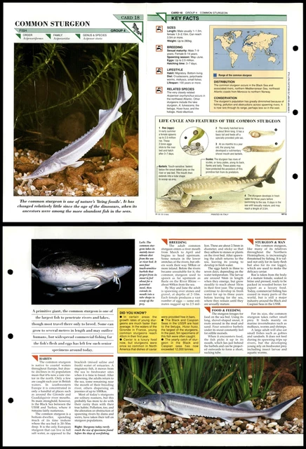 COMMON STURGEON #18 Fish Wildlife Fact File Fold-Out Card $2.51 - PicClick