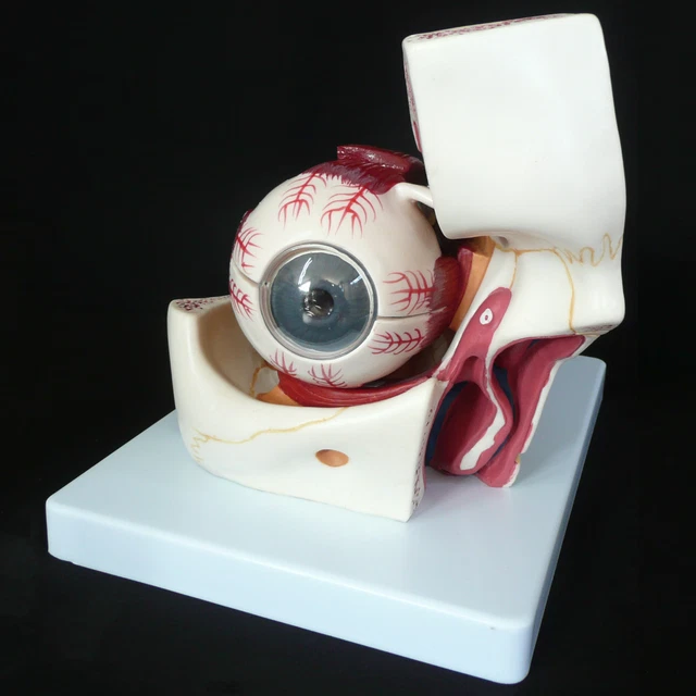 ANATOMICAL HUMAN EYE with Orbit Model - Giant Eyeball and Eyelid ...