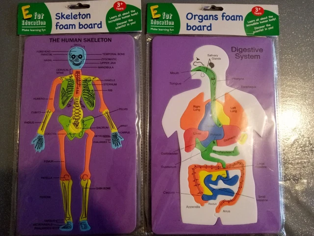 HUMAN SKELETON AND DIGESTIVE SYSTEM diagram Montessori Educational Foam ...