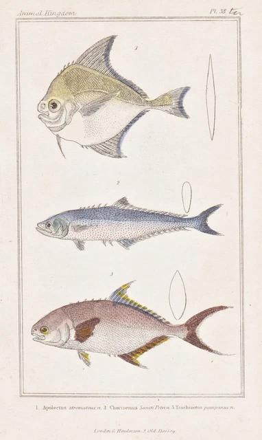 FISCHE BLACK POMFRET doublespotted queenfish Pompano fish Lithograph Cuvier 1835 EUR 9,00 ...