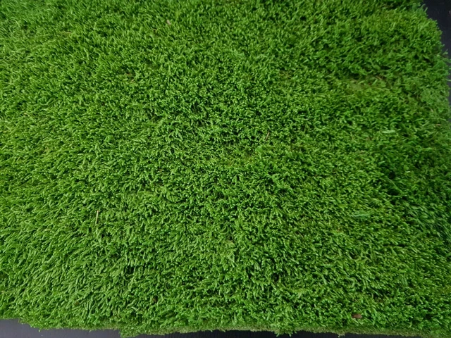 3 PLATTEN KONSERVIERTES/GEFÄRBTES Flachmoos-Plattenmoos Farbe Moosgrün ...