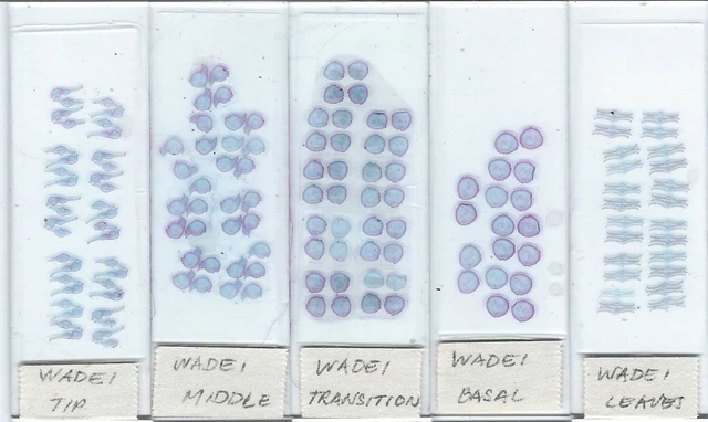 COLLECTION OF 5 Cycas wadei (Cycad Anatomy) Microscope Slides £27.51 ...