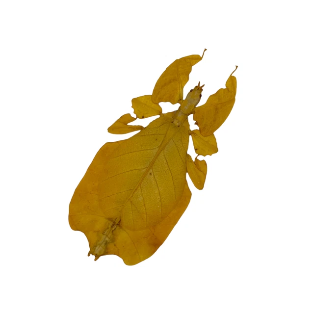 YELLOW LEAF INSECT (Pulchriphyllium Pulchrifolium) Entomology Specimen ...