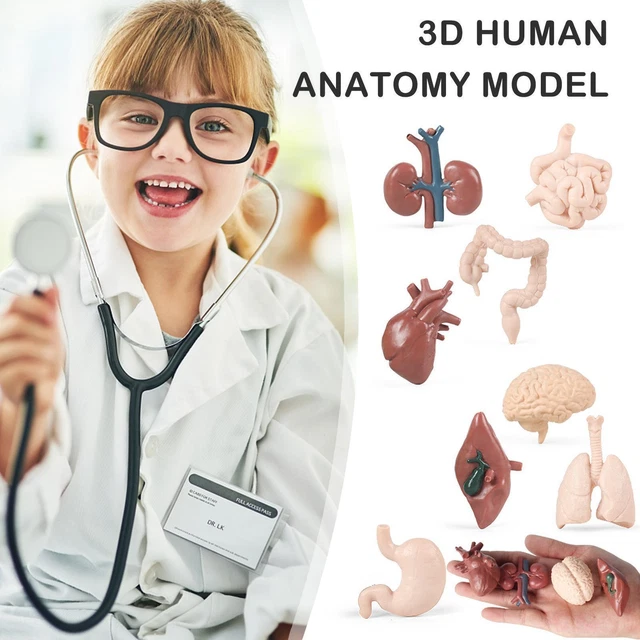 ANATOMICAL HUMAN BODY Model Anatomy Internal Organ Model Teaching Mold ...