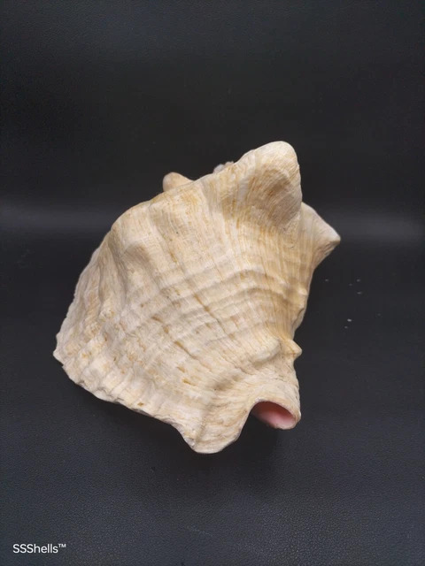 GIANT, HEAVY STROMBUS gigas sea shell. Pink bohemian queen conch moana ...