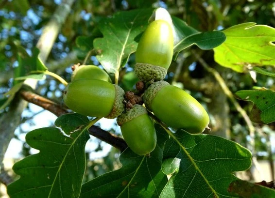 QUERCUS PETRAEA CHÊNE (1 Plante A28-5x7x15 EUR 18,00 - PicClick FR