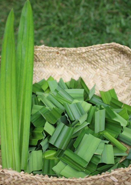DRIED PANDAN PANDANUS Amaryllifolius (Rampe) Leaves Natural free ship ...