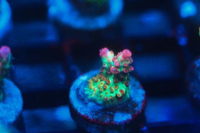 CB ATOMIC FIREBALL WYSIWYG-LIVE CORAL-FRAG-SPS LPS ZOAS $43.75 - PicClick