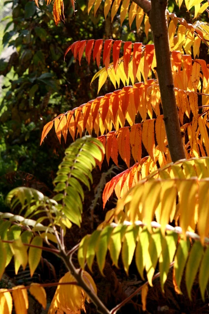 ESSIGBAUM RHUS TYPHINA 100-125 cm, im 5-Liter Container Herbstfärber ...