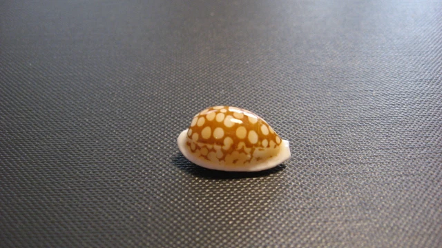 COQUILLAGE CYPRAEA CRIBRARULA CRIBARIA comma 17,2 mm gem mayotte £2.56 ...